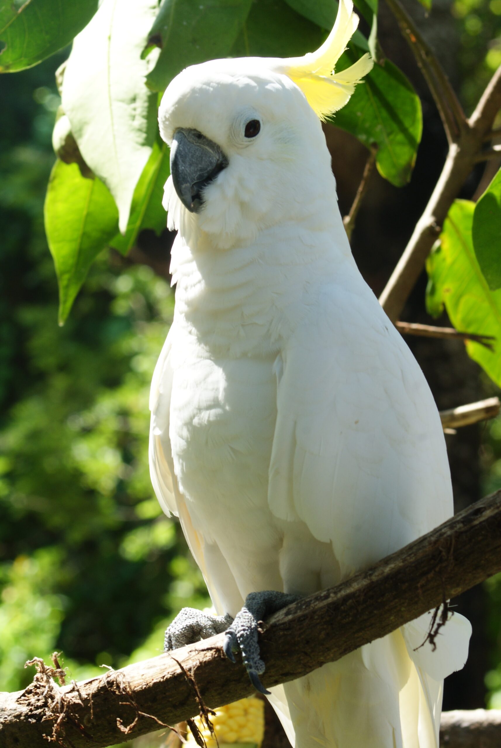 Discover the Wild Side of Bali: An Adventure at Bali Safari & Marine ...
